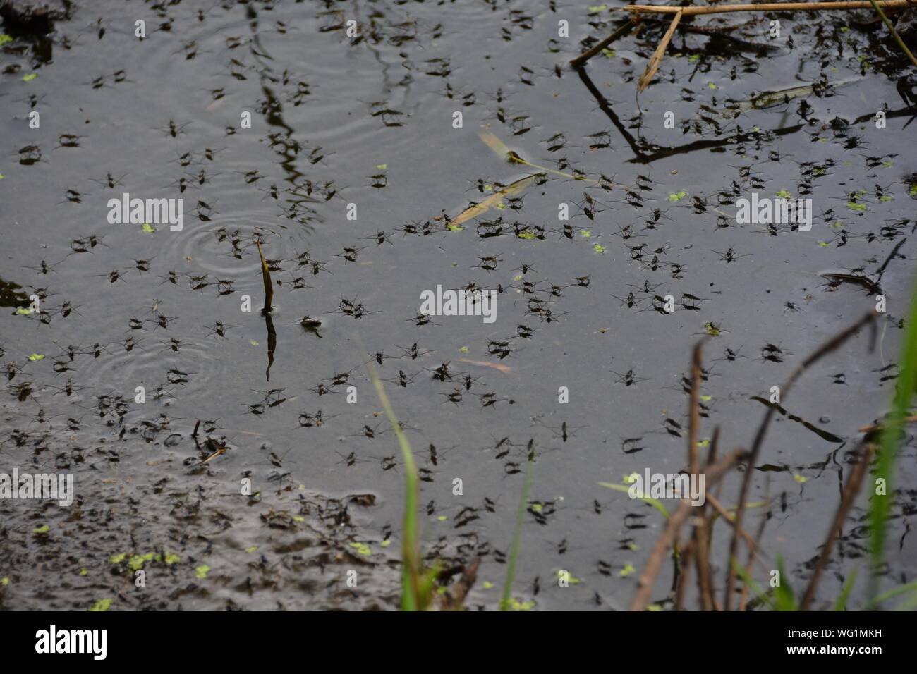 Swarm of mosquitos hi-res stock photography and images - Alamy