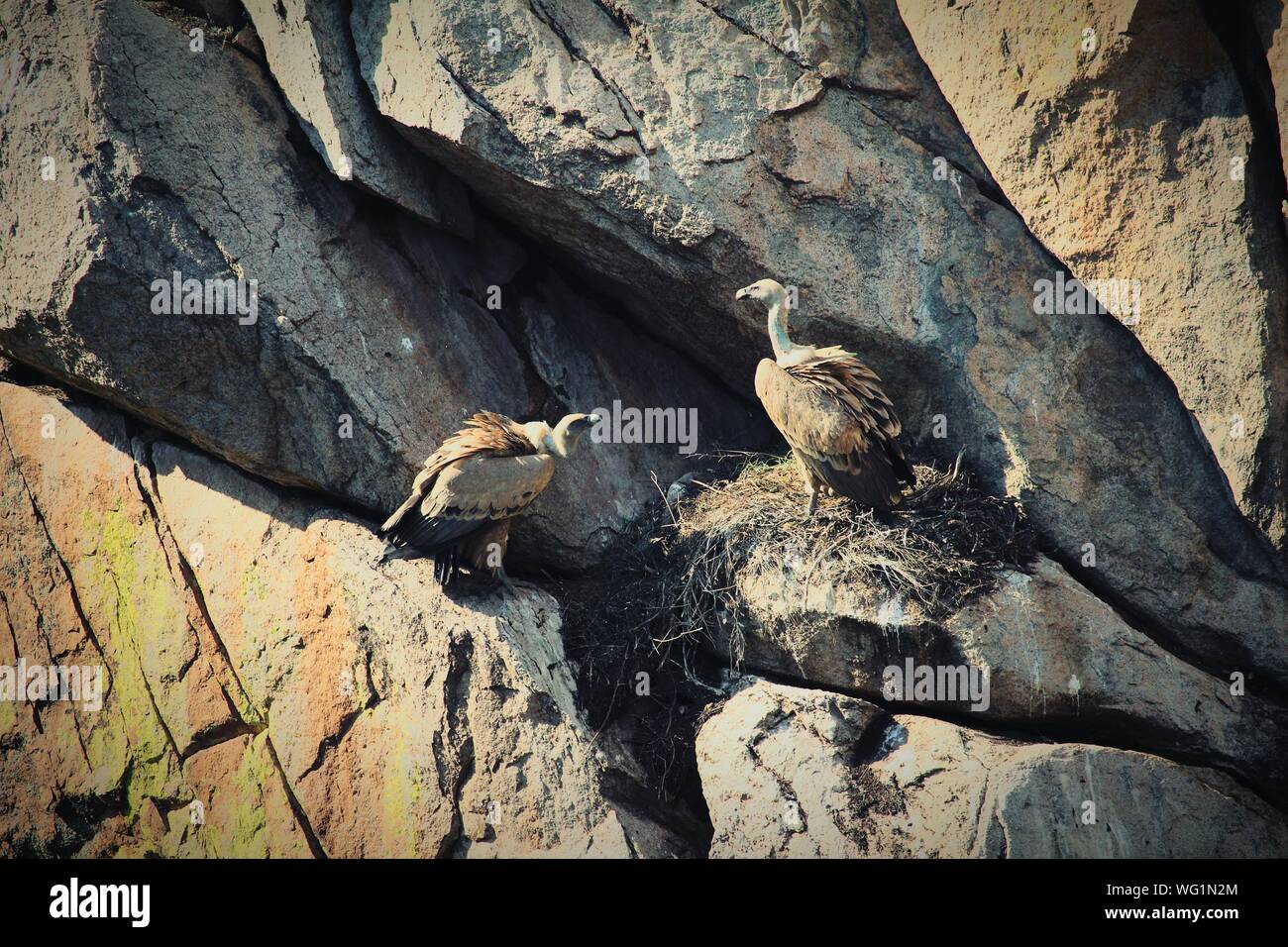 Rock nest hi-res stock photography and images - Alamy