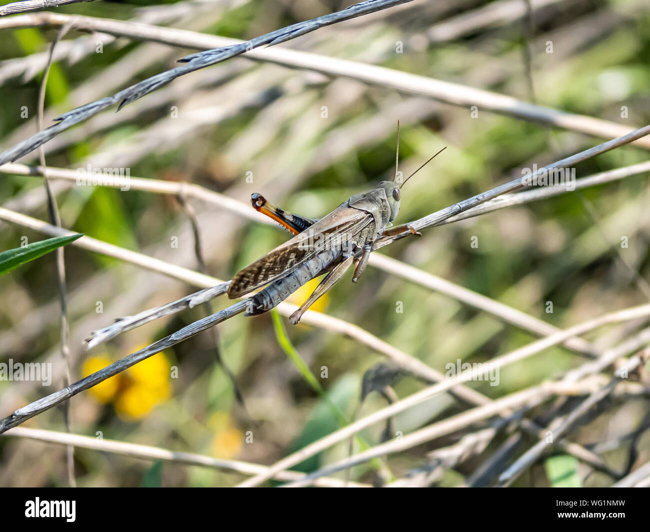 Locustodea hi-res stock photography and images - Alamy