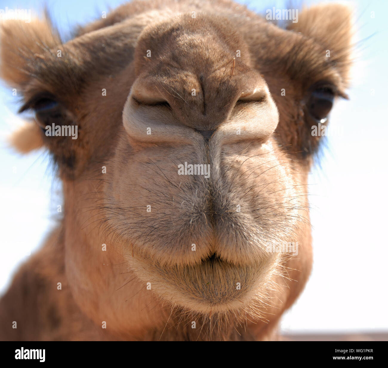 Close up nose camel hi-res stock photography and images - Alamy