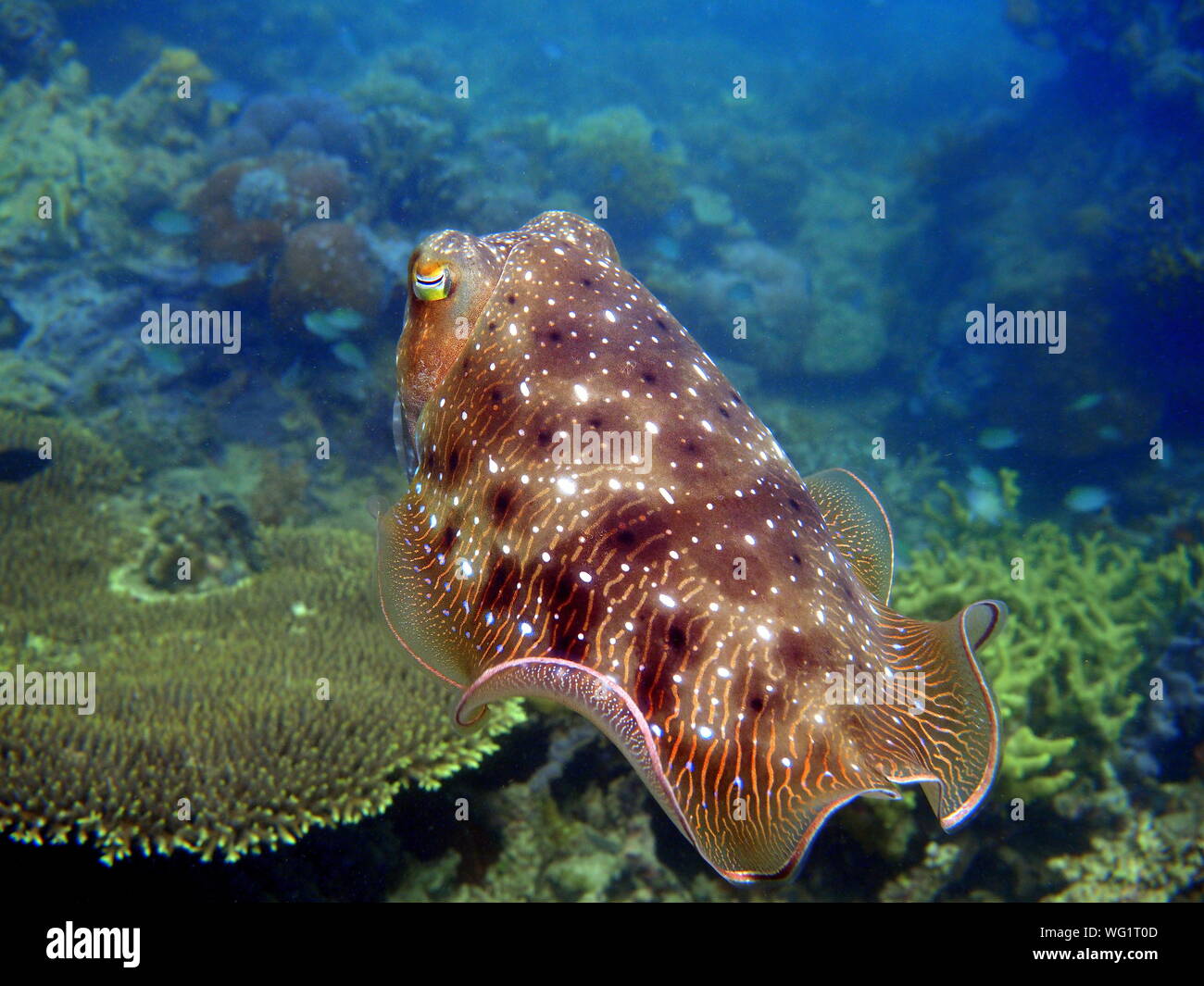 Swimming cuttlefish hi-res stock photography and images - Alamy