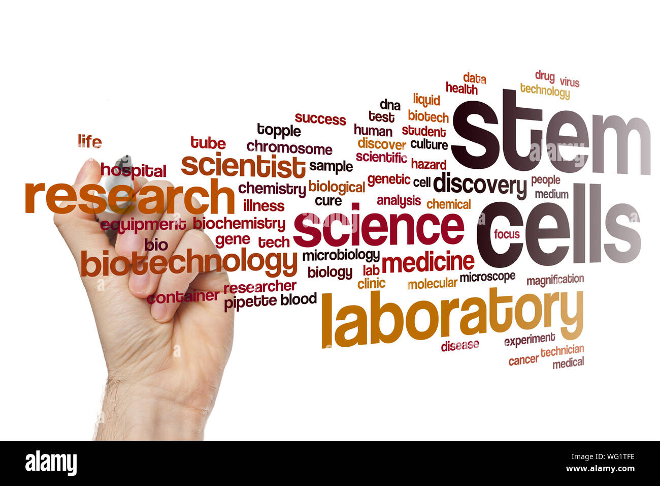 Stem cells word cloud concept Stock Photo - Alamy