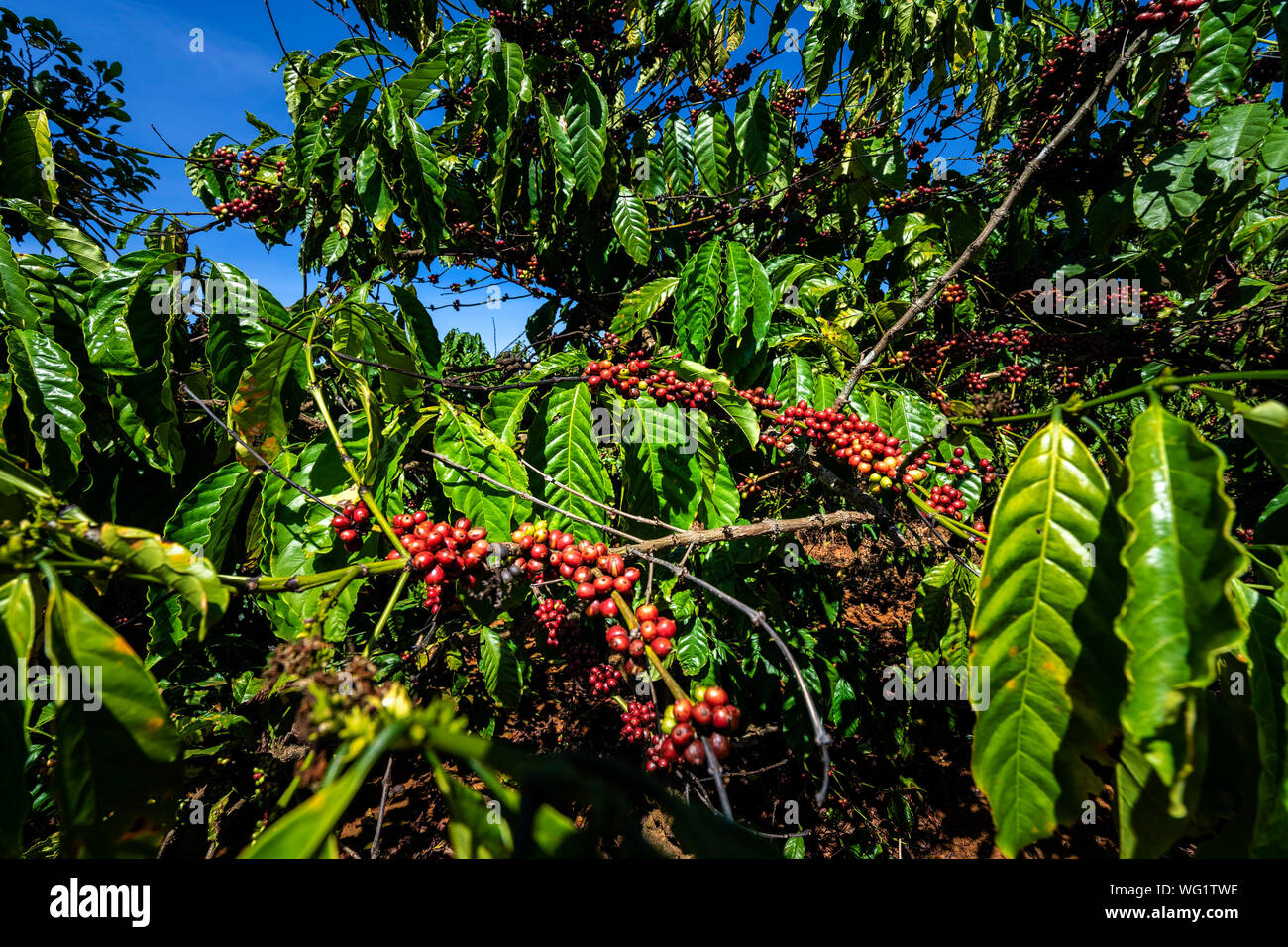 Robusta and arabica coffee berries on tree in farm, Gia Lai, Vietnam ...