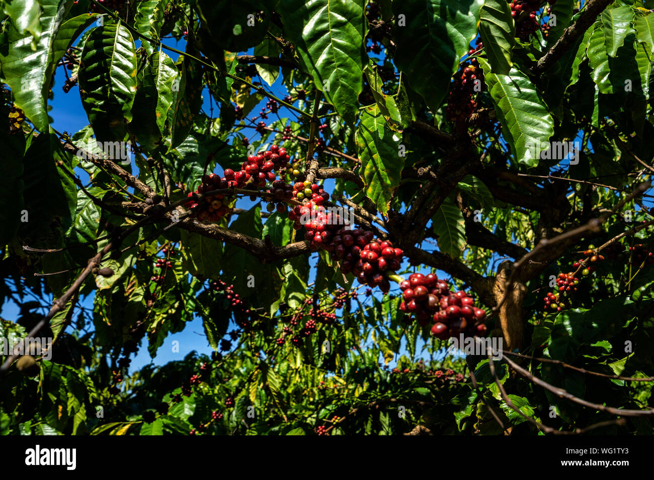 Robusta and arabica coffee berries on tree in farm, Gia Lai, Vietnam ...