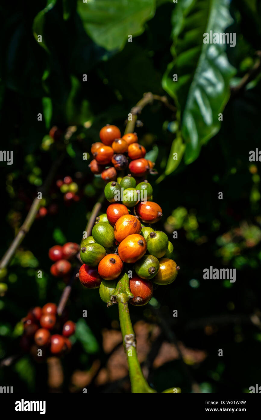 Tropical coffee berries hi-res stock photography and images - Alamy