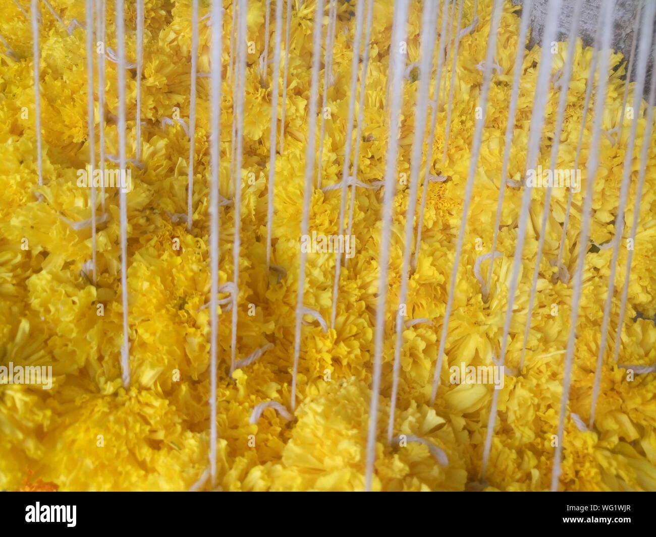 Marigold hanging hi-res stock photography and images - Alamy