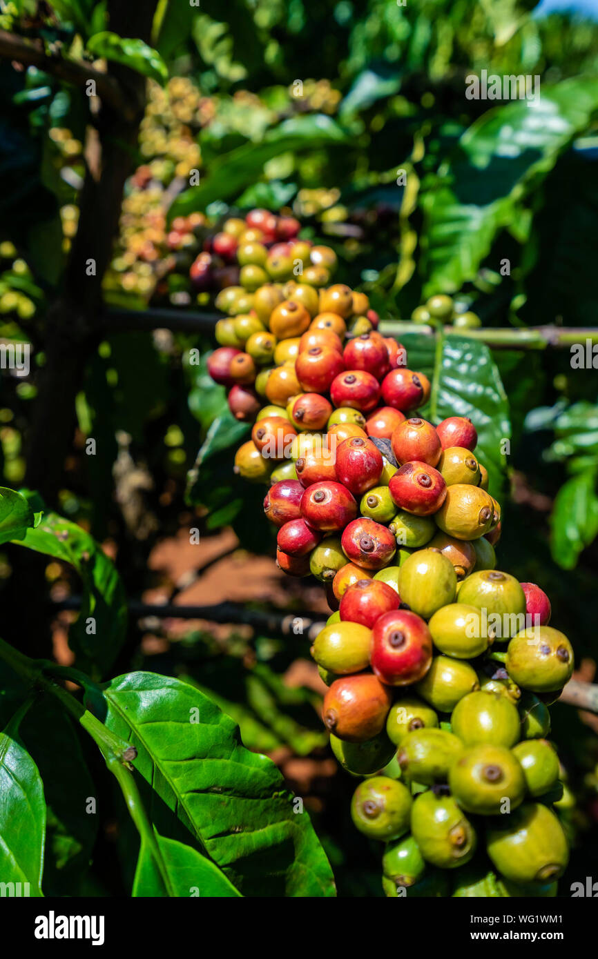 Robusta and arabica coffee berries on tree in farm, Gia Lai, Vietnam ...