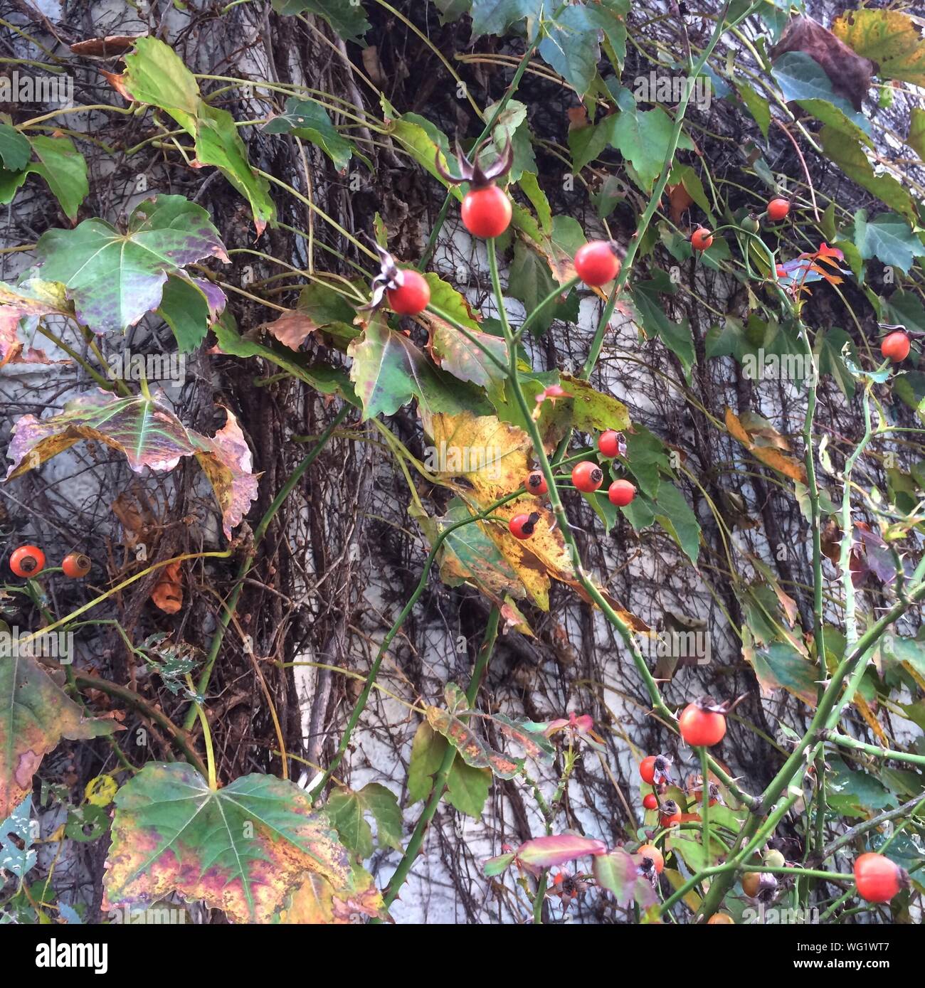 Vines Tree High Resolution Stock Photography and Images - Alamy