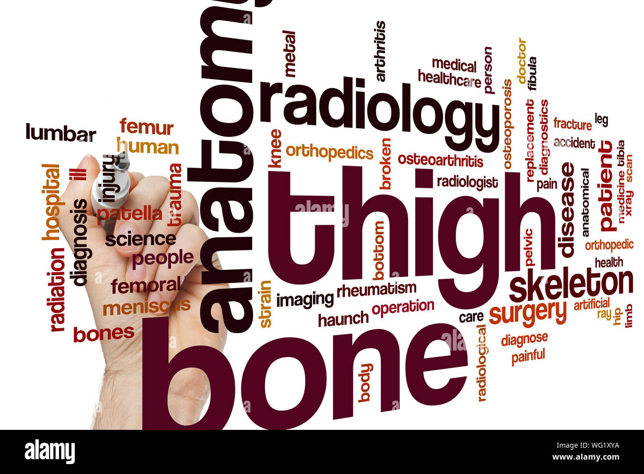 Thigh bone word cloud concept Stock Photo - Alamy