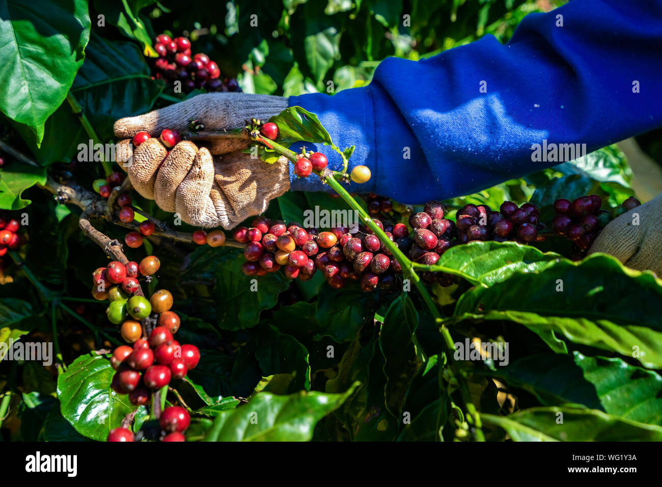 Agriculture coffee hi-res stock photography and images - Alamy