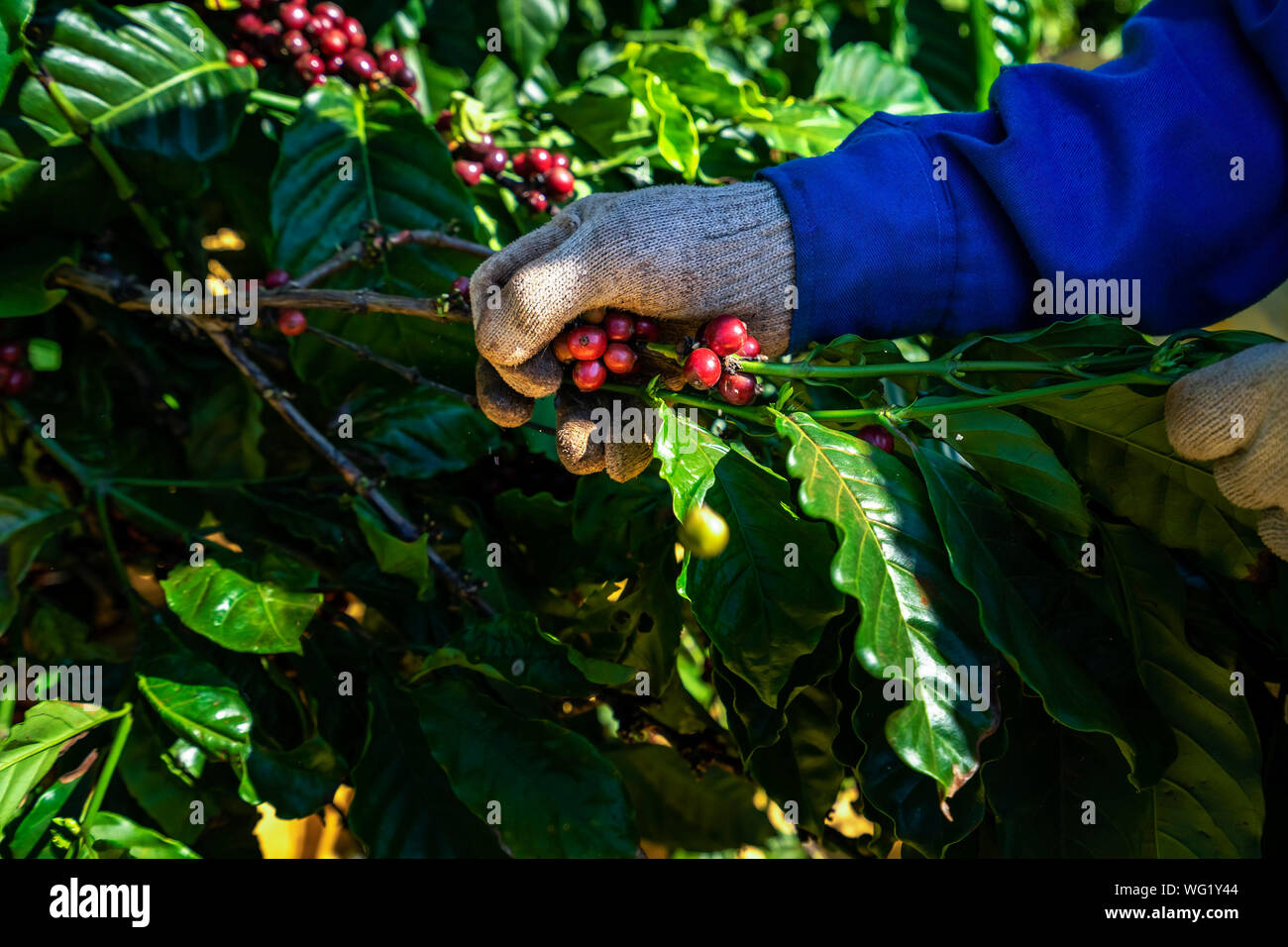 Robusta coffee plantation hi-res stock photography and images - Alamy