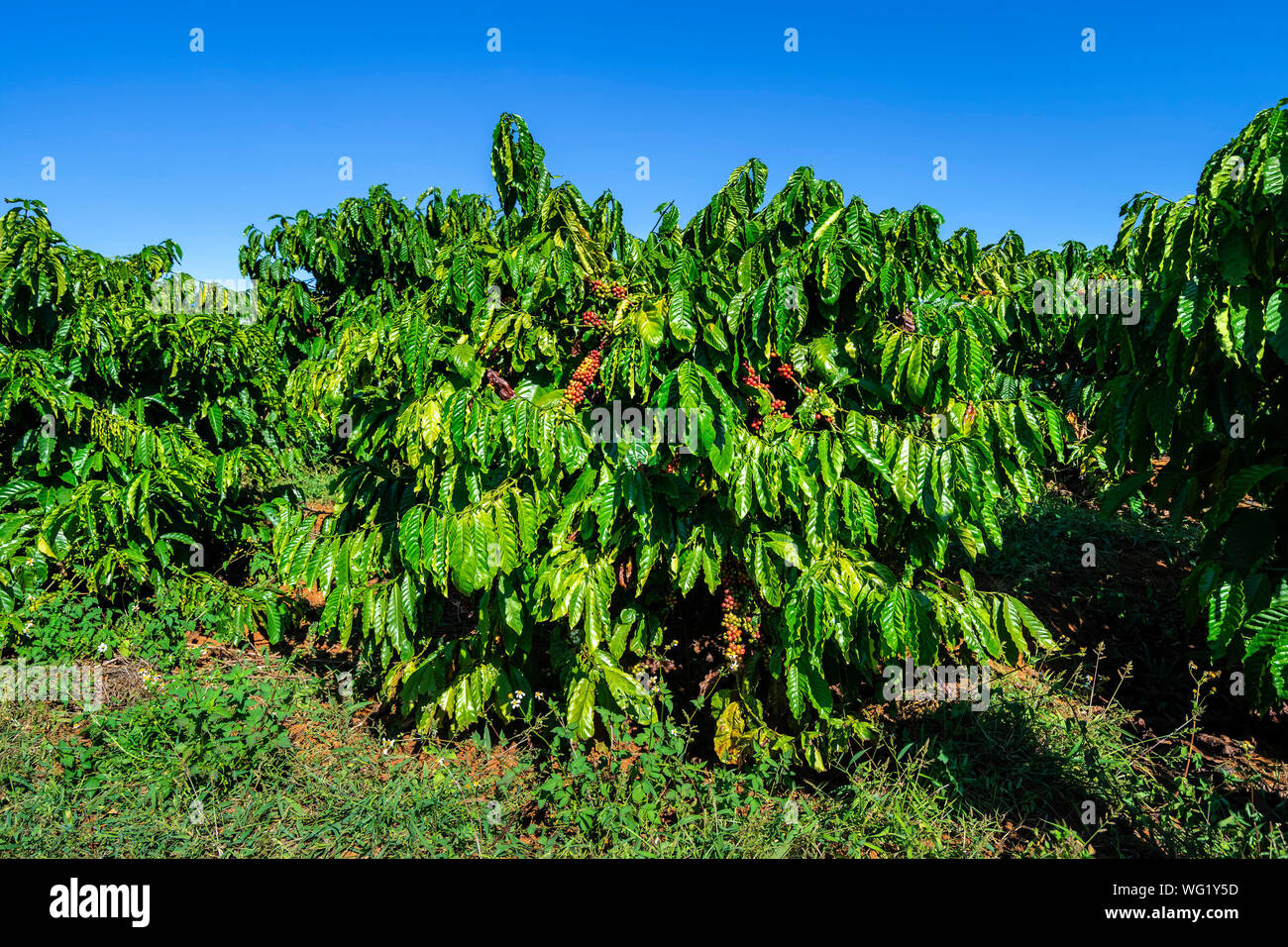 Robusta Coffee Tree