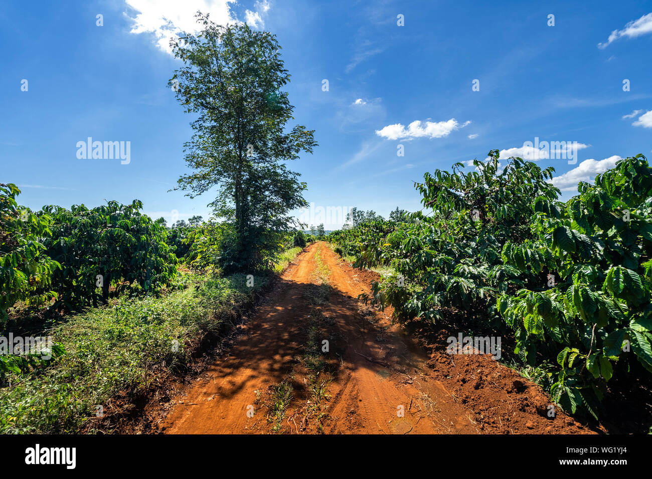 Robusta and arabica coffee tree with leaves in the coffee farm. Gia lai ...