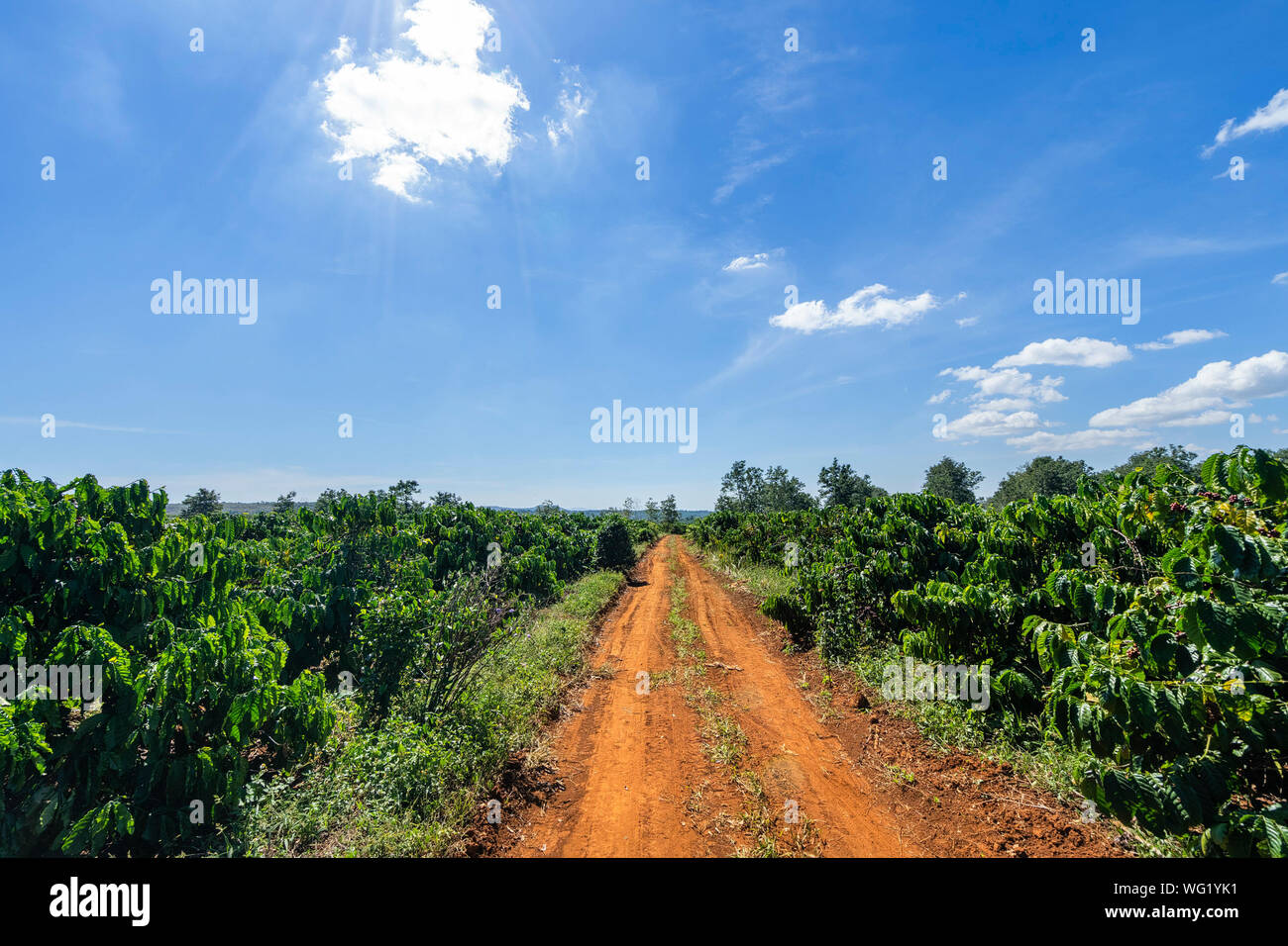 Robusta and arabica coffee tree with leaves in the coffee farm. Gia lai ...