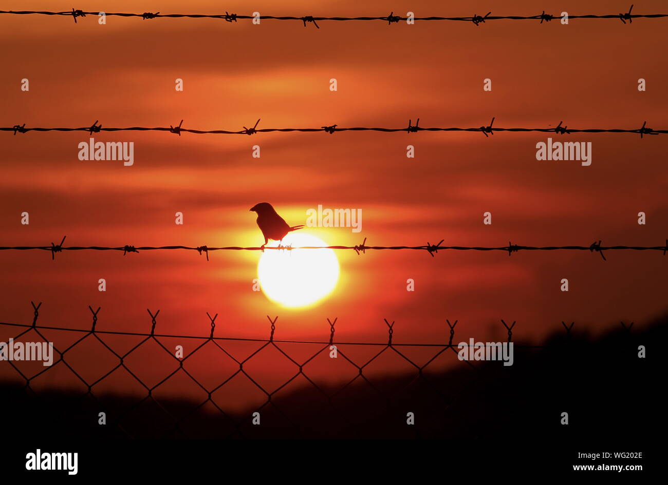 Silhouette bird barbed wire hi-res stock photography and images - Alamy