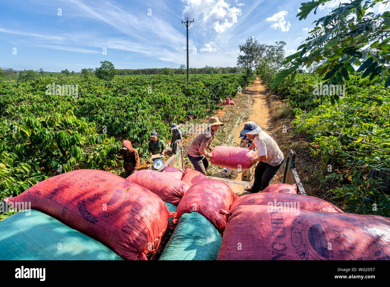 Coffee arabica harvest hi-res stock photography and images - Alamy