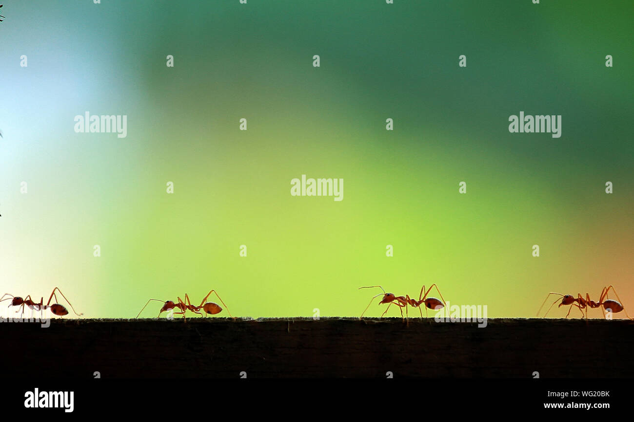 Ant in a row hi-res stock photography and images - Alamy