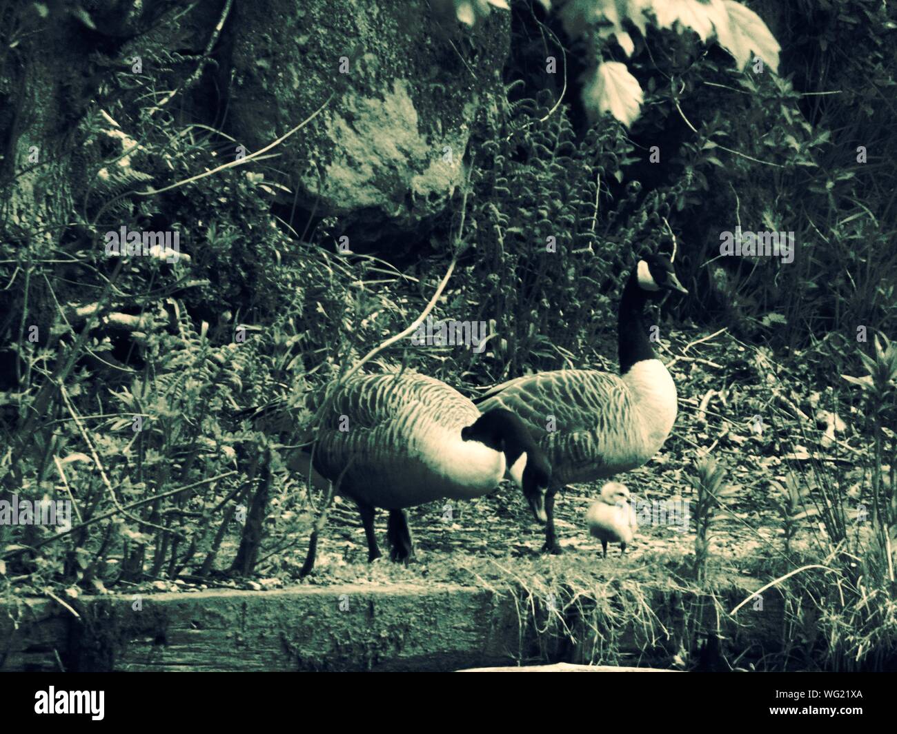 Birds Outdoors In Summer Stock Photo - Alamy