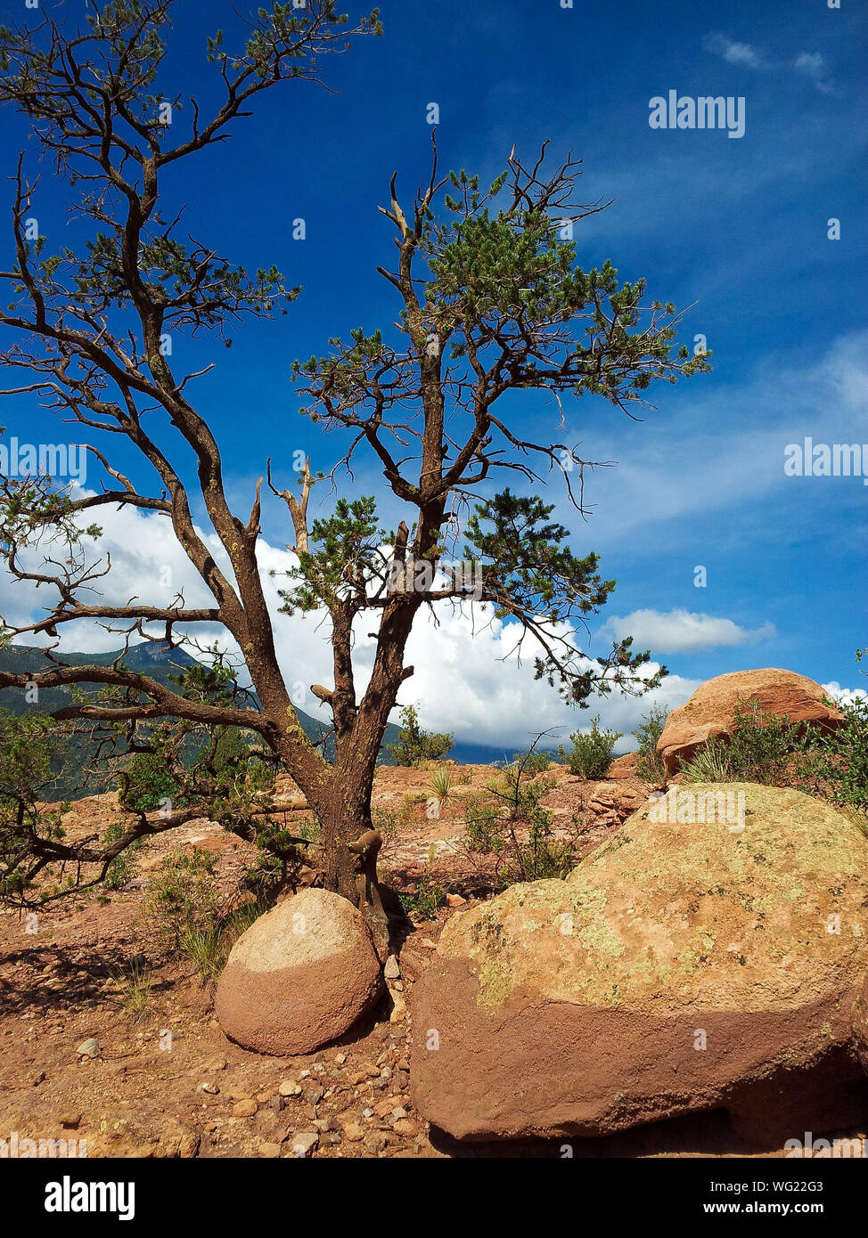 Arid land tree hi-res stock photography and images - Alamy