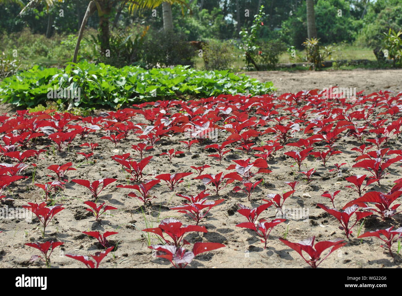 Poppy tree hi-res stock photography and images - Alamy