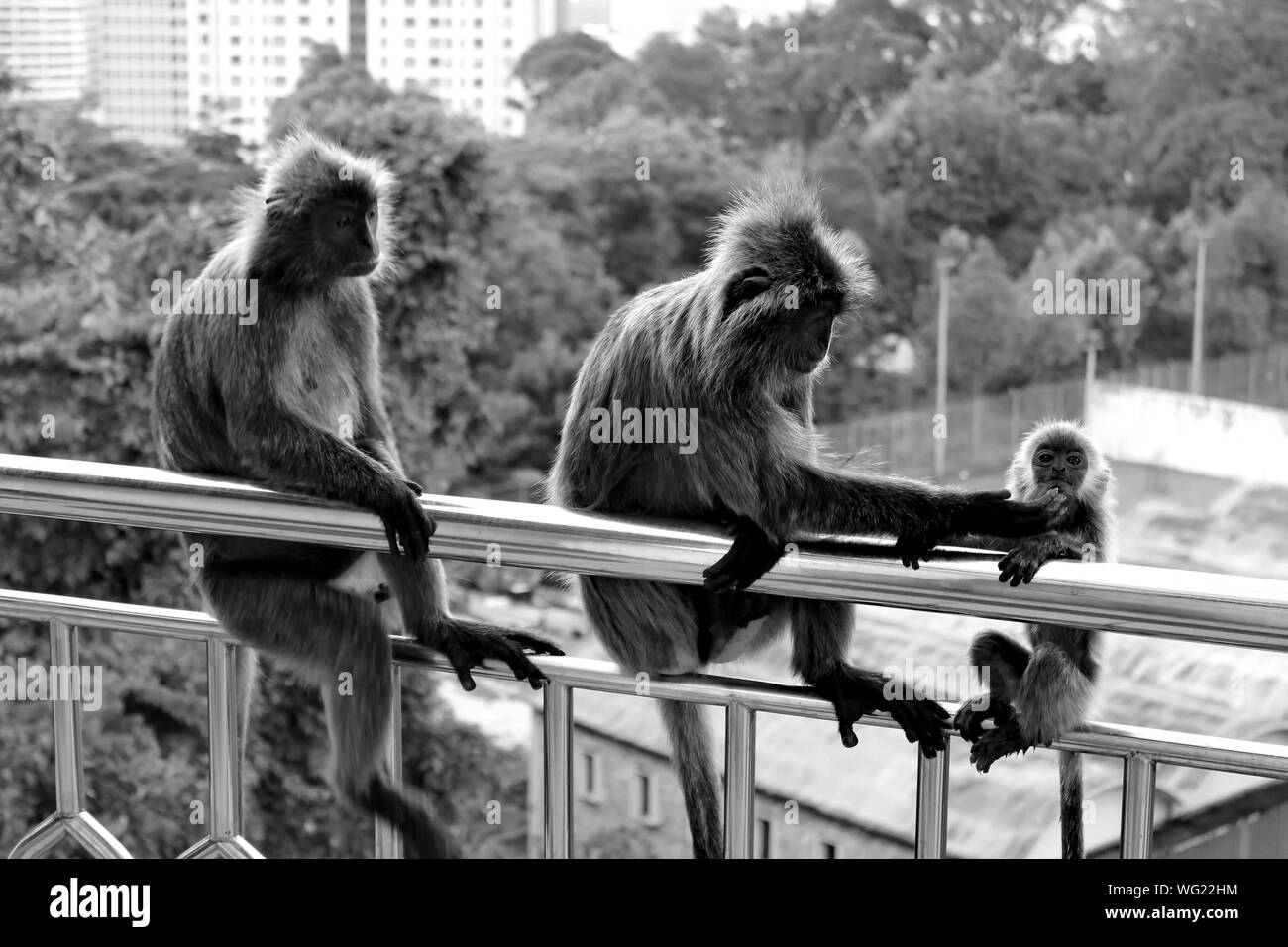 Monkey on top Black and White Stock Photos & Images - Alamy