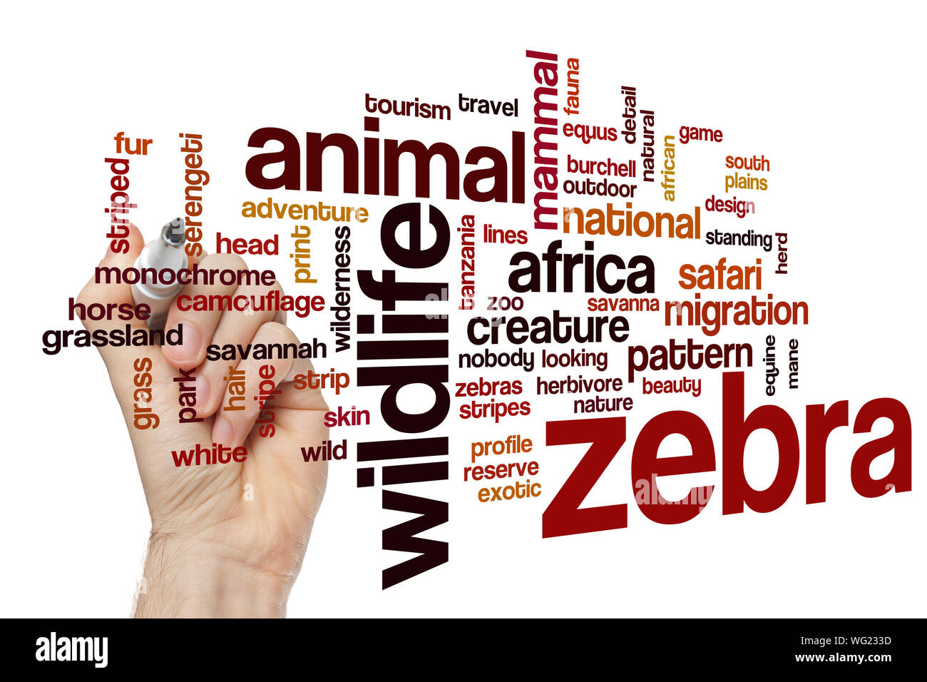 Zebra word cloud concept Stock Photo - Alamy