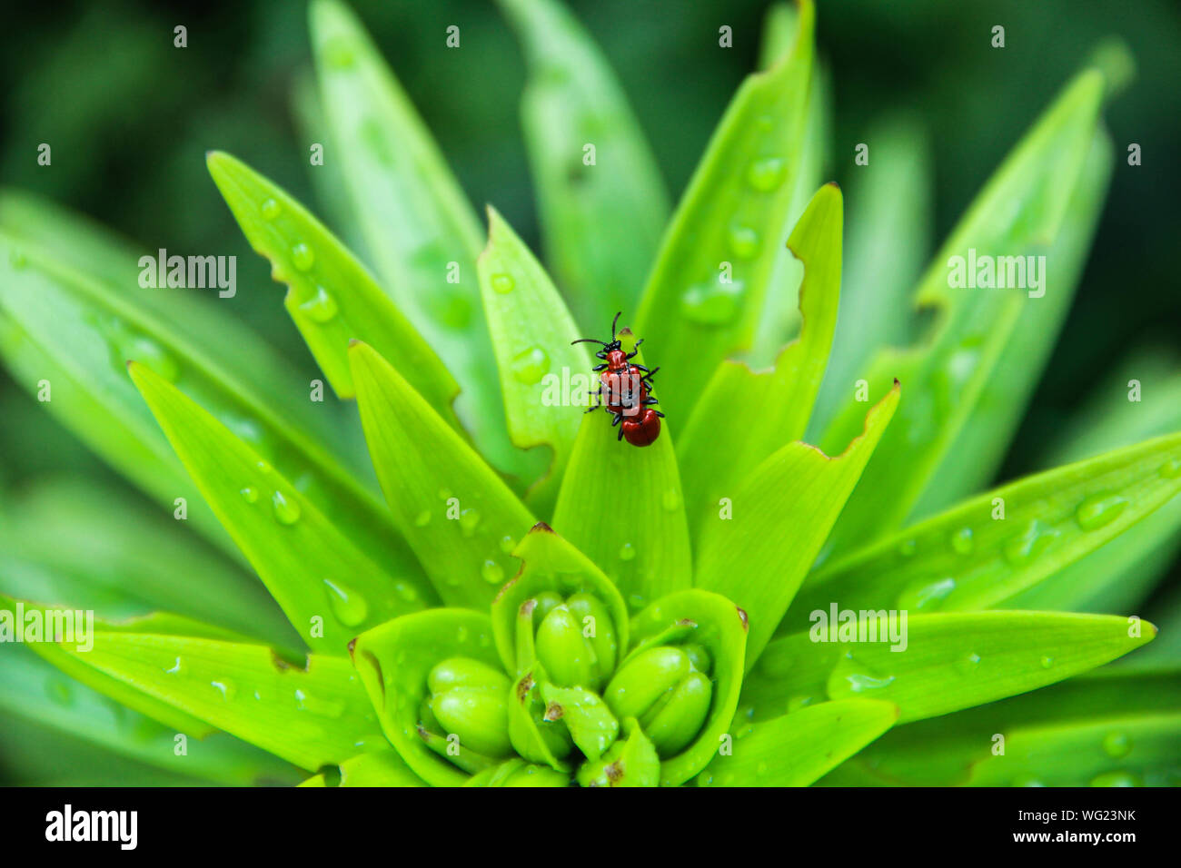 Rainy season insects hi-res stock photography and images - Alamy