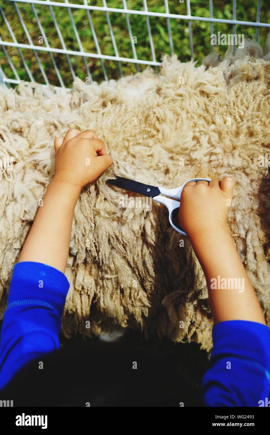 Hands sheep hi-res stock photography and images - Alamy