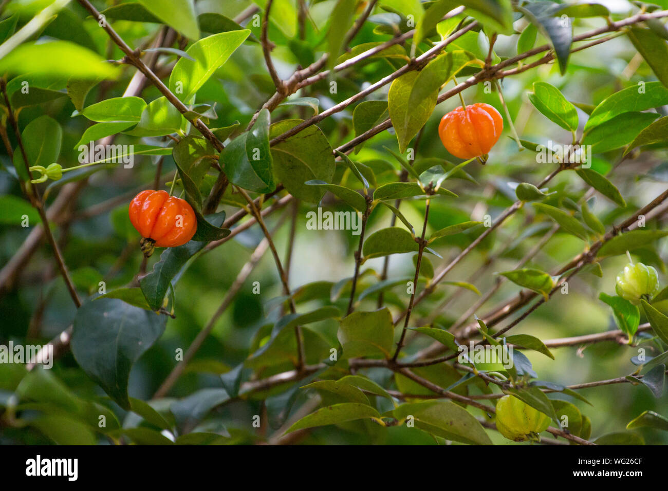 Winter cherry tree hi-res stock photography and images - Alamy
