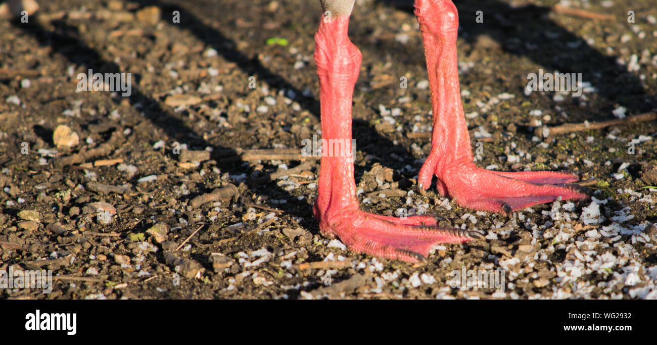 Bird Legs High Resolution Stock Photography and Images - Alamy