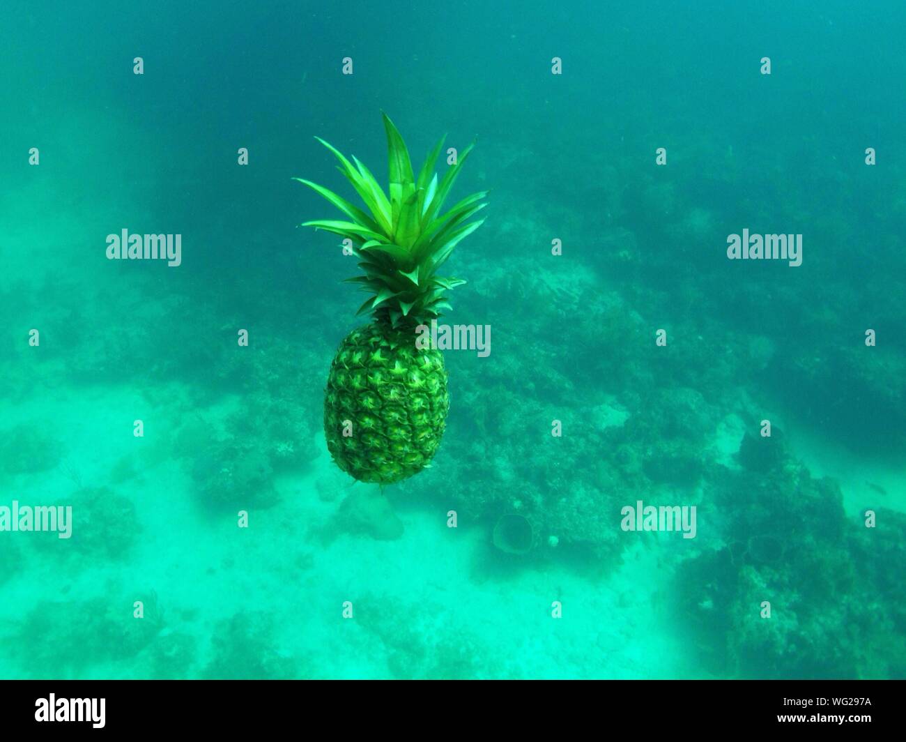 Pineapple coral High Resolution Stock Photography and Images - Alamy