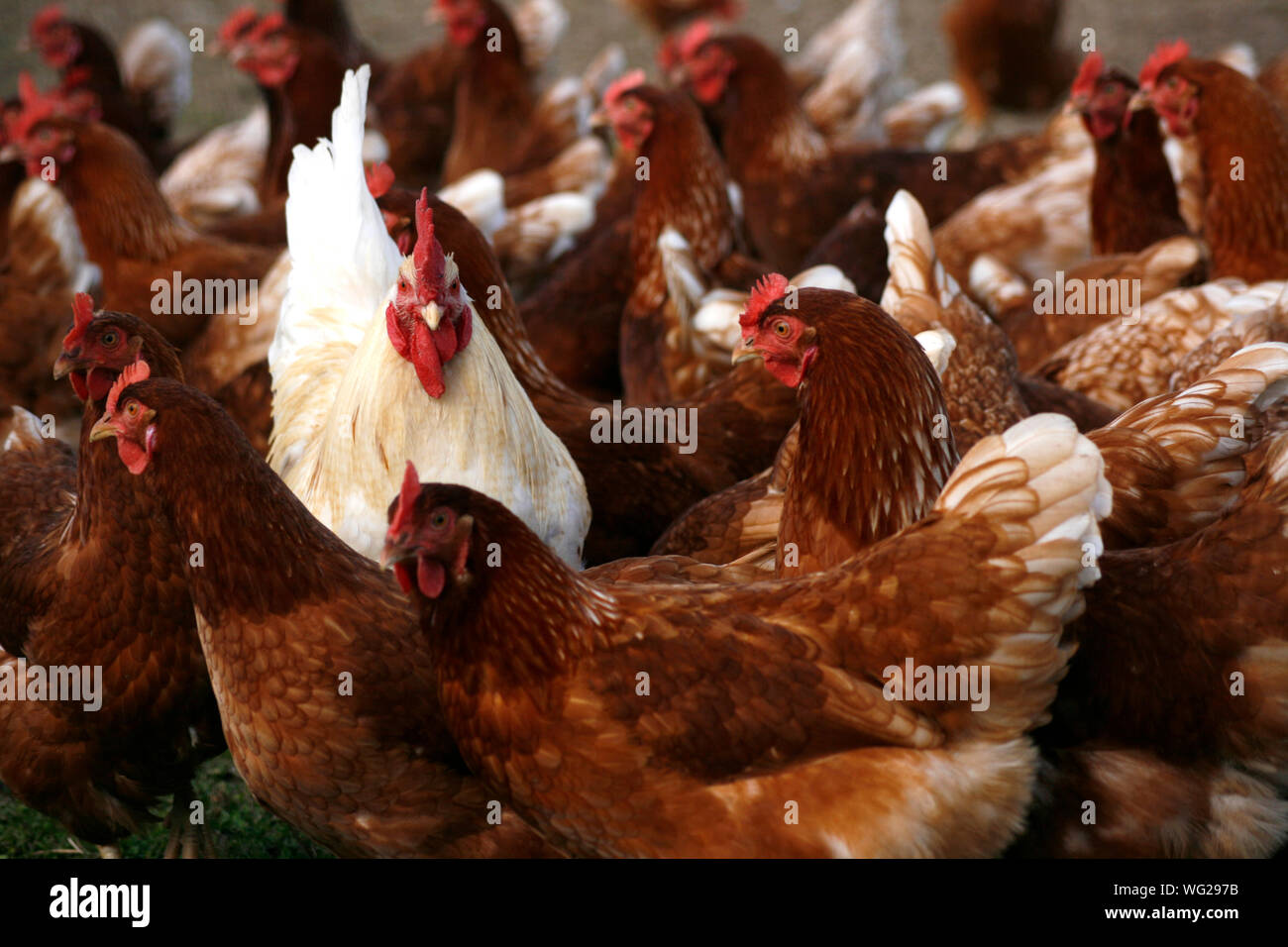 Group of chickens hi-res stock photography and images - Alamy