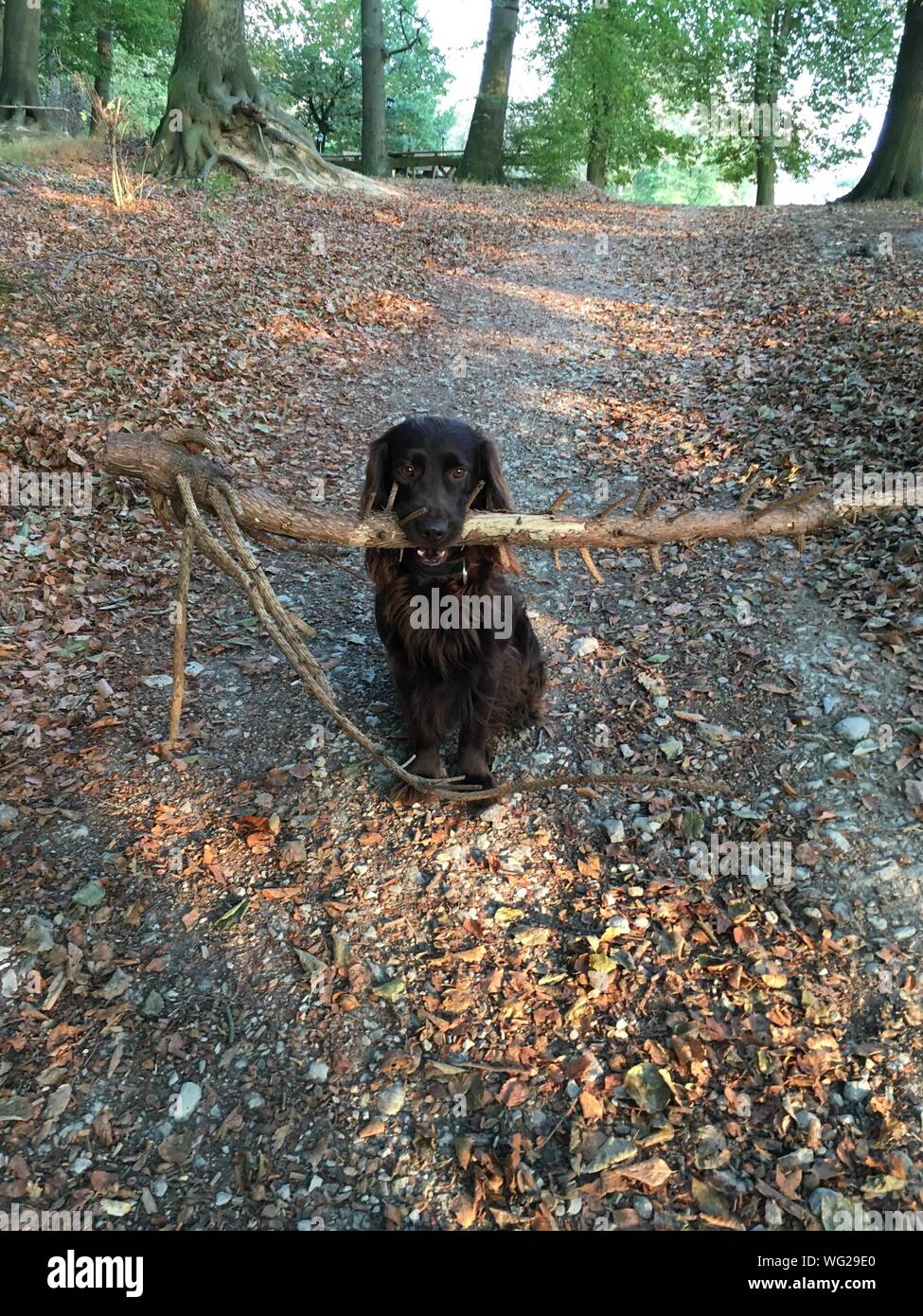 Dog with branch hi-res stock photography and images - Alamy
