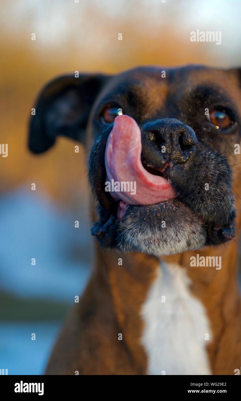 Dog With Tongue Sticking Out High Resolution Stock Photography and ...