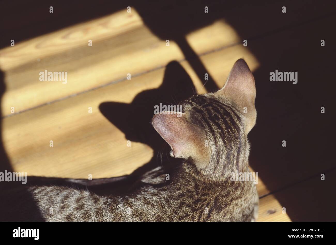 Cat falling hi-res stock photography and images - Alamy
