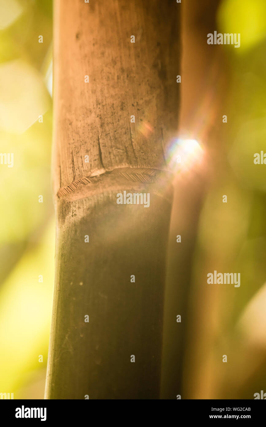 Bamboo tree close up hi-res stock photography and images - Alamy
