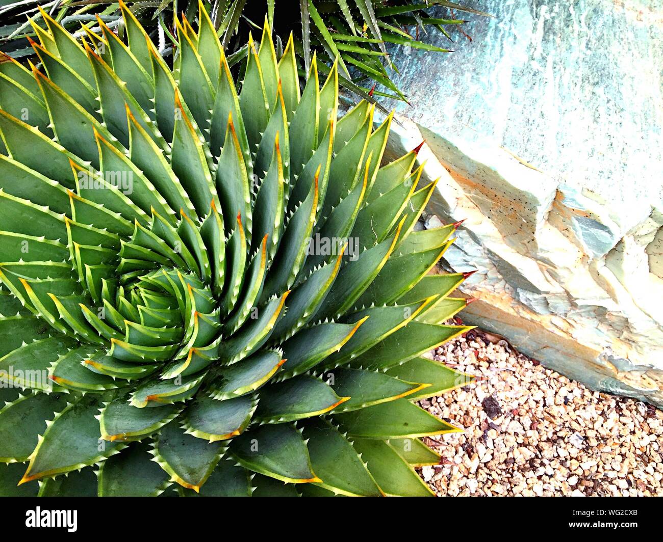 Polyphylla hi-res stock photography and images - Alamy