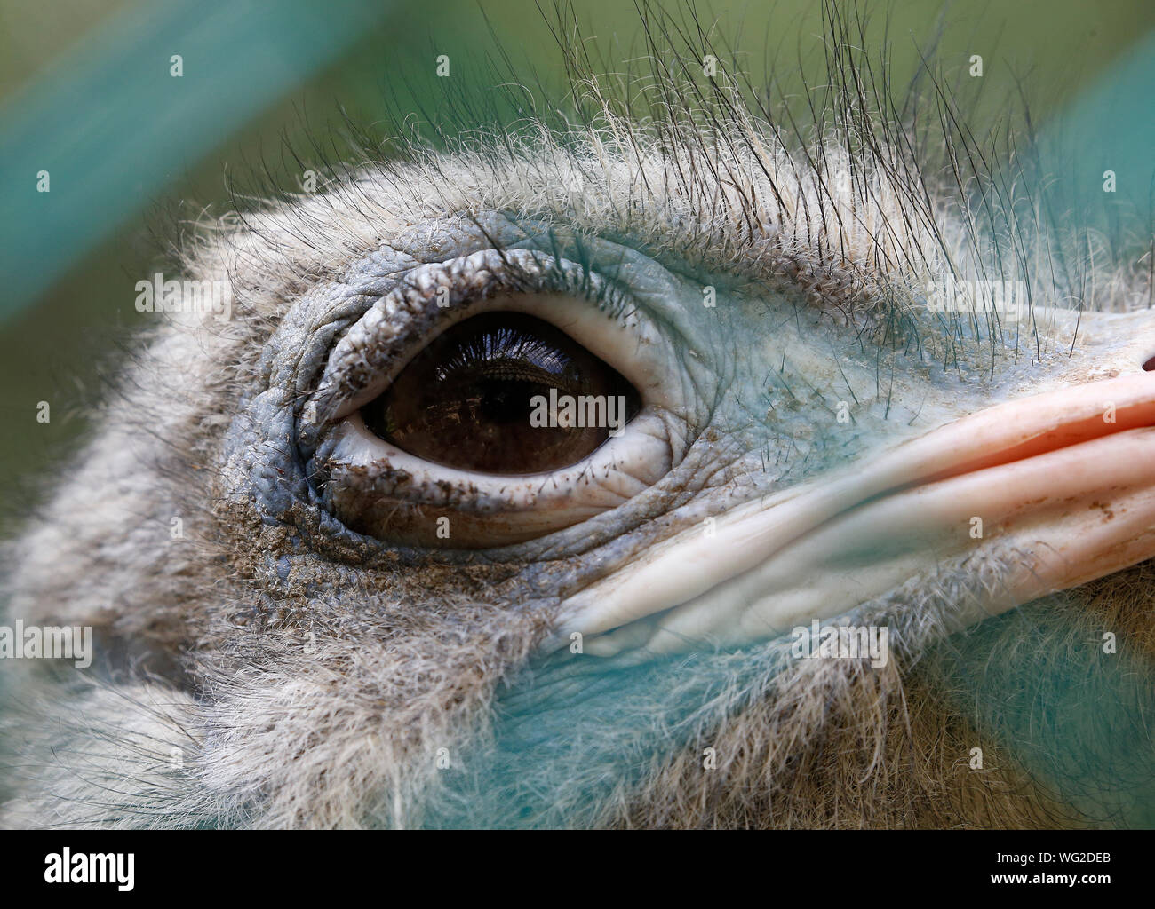 Eyelid bird hi-res stock photography and images - Alamy