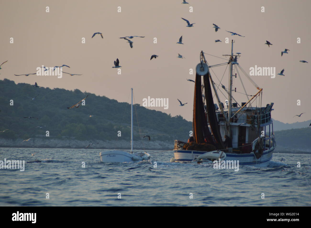 Sailing birds hi-res stock photography and images - Alamy
