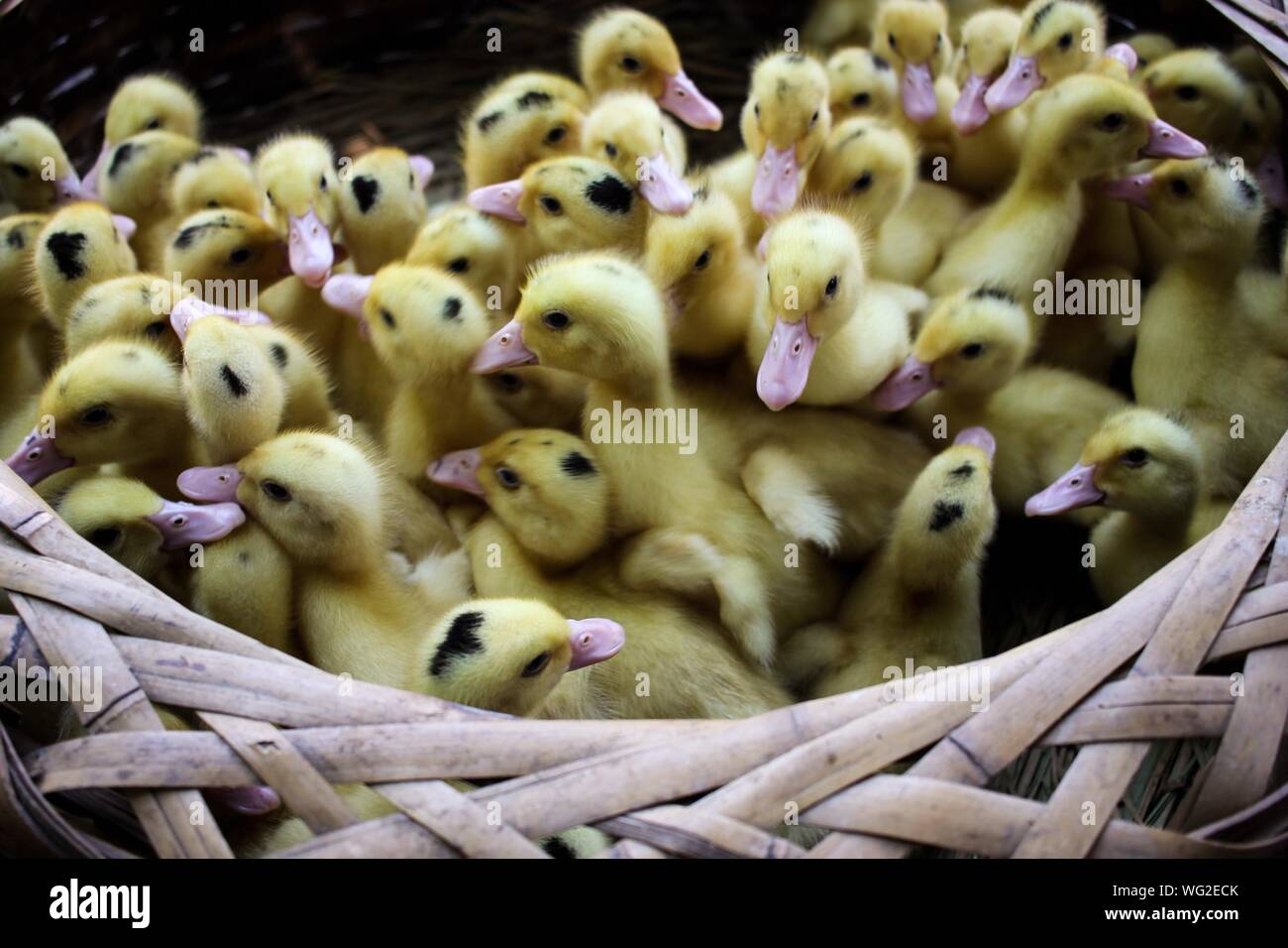 Ducklings in nest hi-res stock photography and images - Alamy