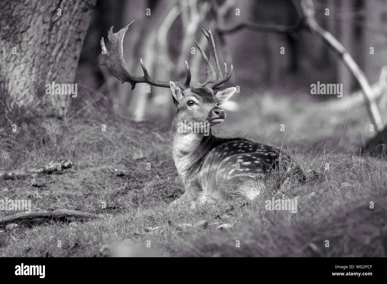 Stag sitting hi-res stock photography and images - Alamy