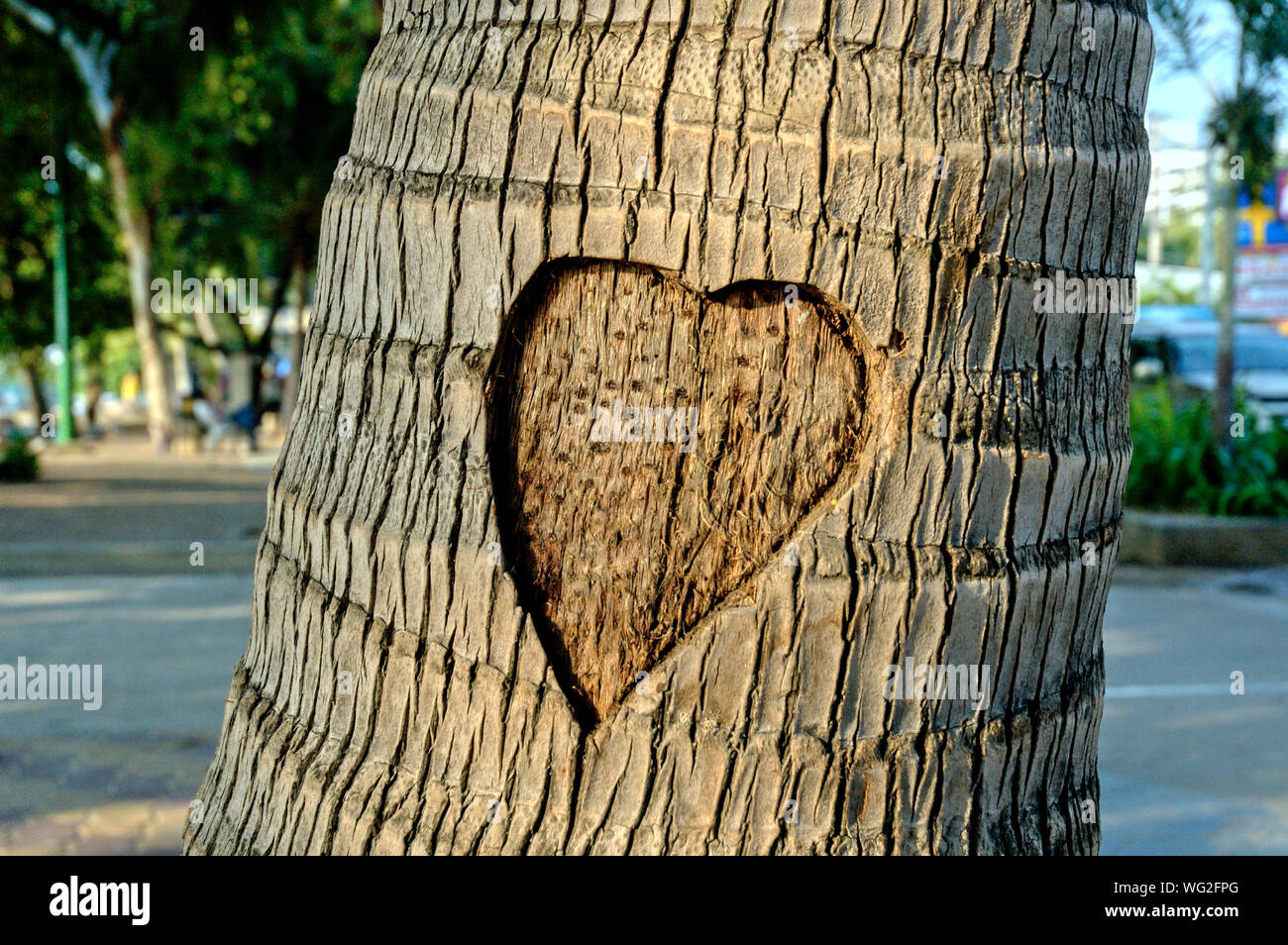 Heart carved into tree trunk hi-res stock photography and images - Alamy