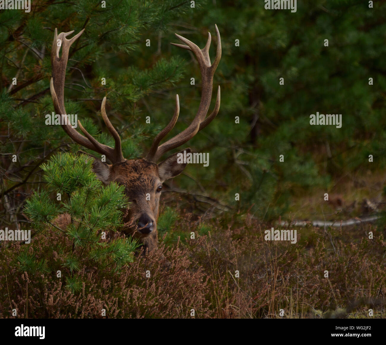Dead Stag High Resolution Stock Photography and Images - Alamy