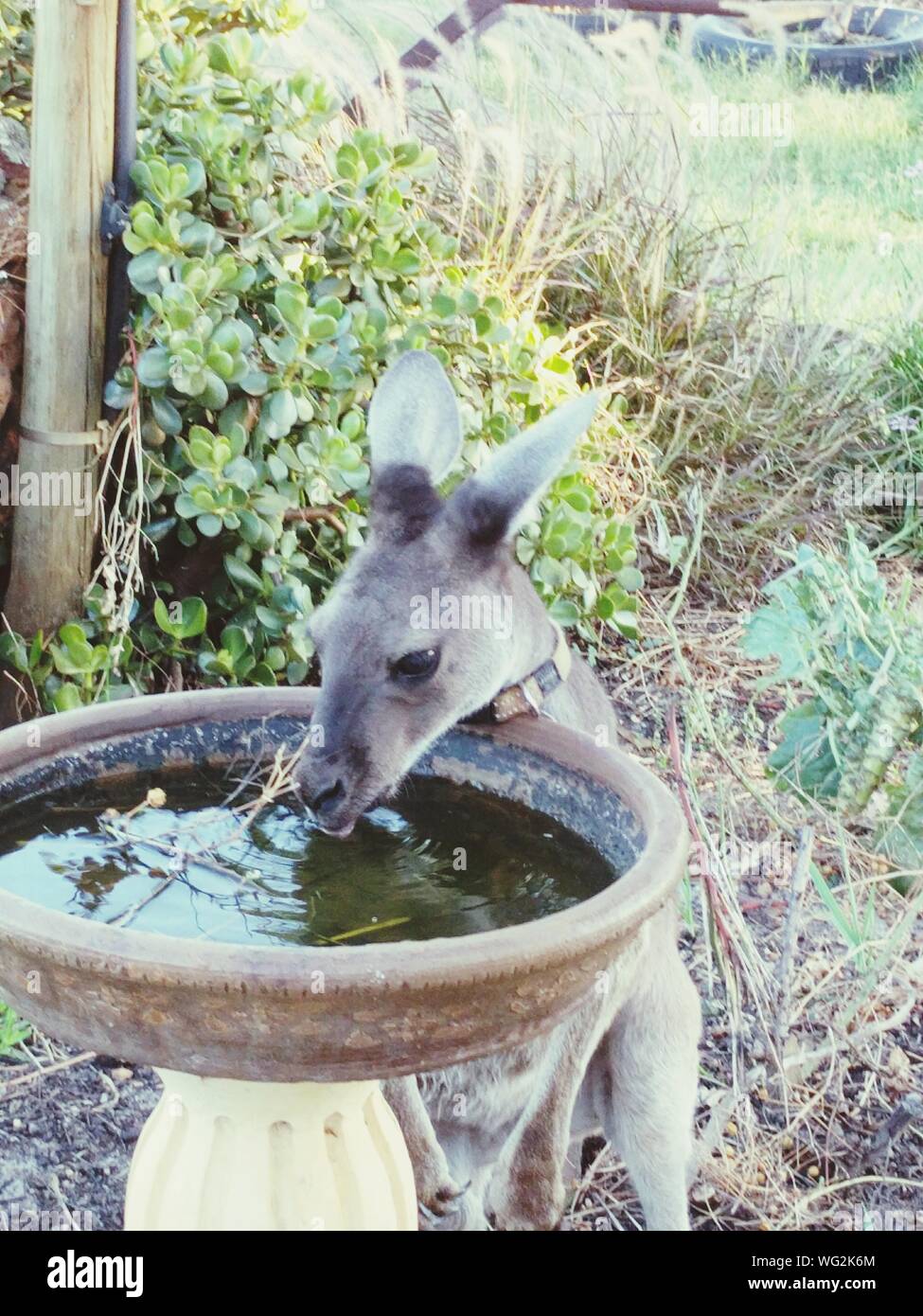 Animal drinking water hi-res stock photography and images - Alamy