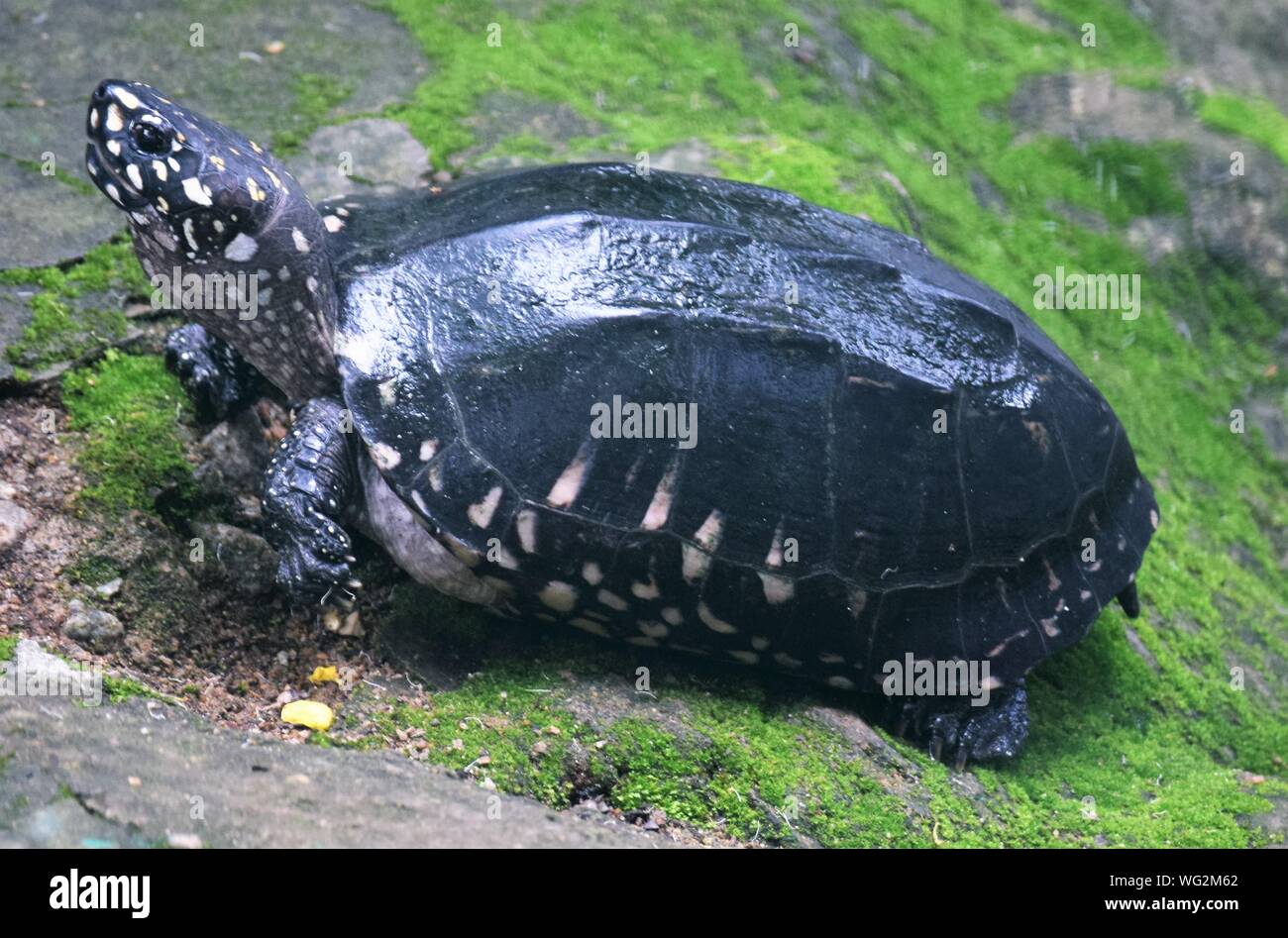 Black Turtle High Resolution Stock Photography and Images - Alamy