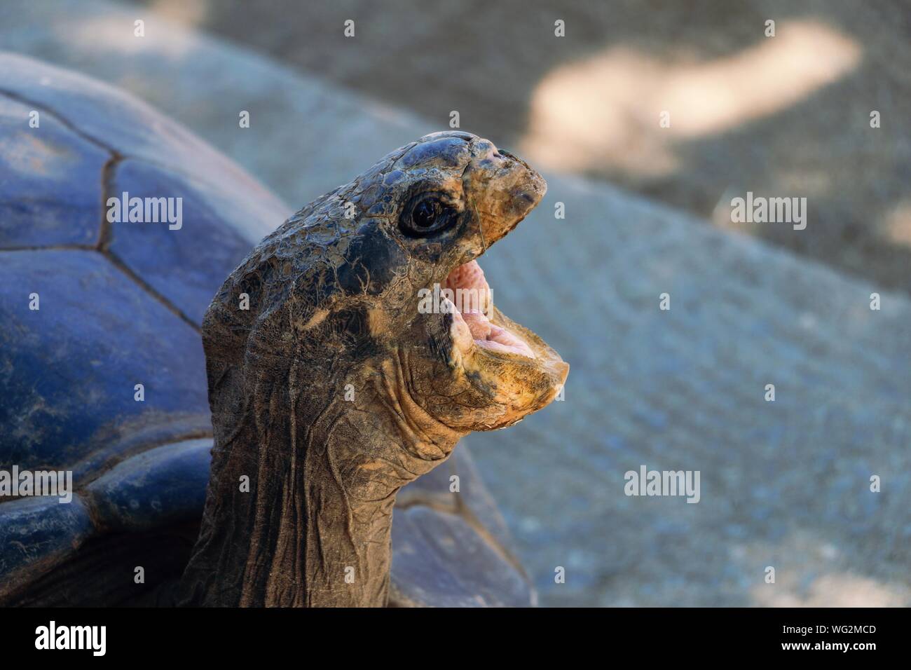 Tortoise Mouth Open High Resolution Stock Photography and Images - Alamy