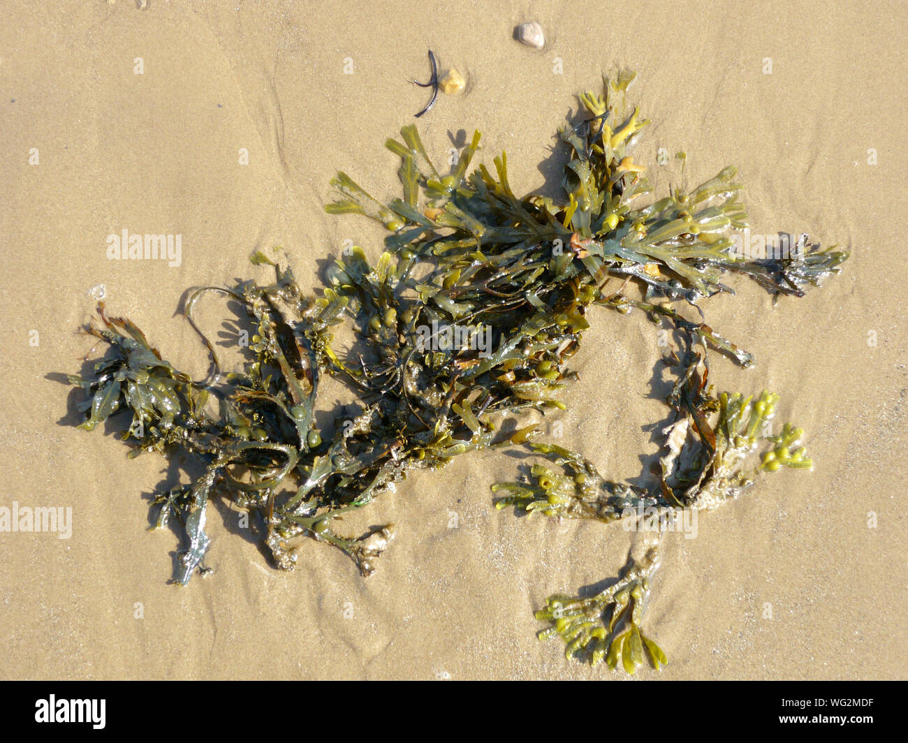 Seaweed Plant High Resolution Stock Photography and Images - Alamy