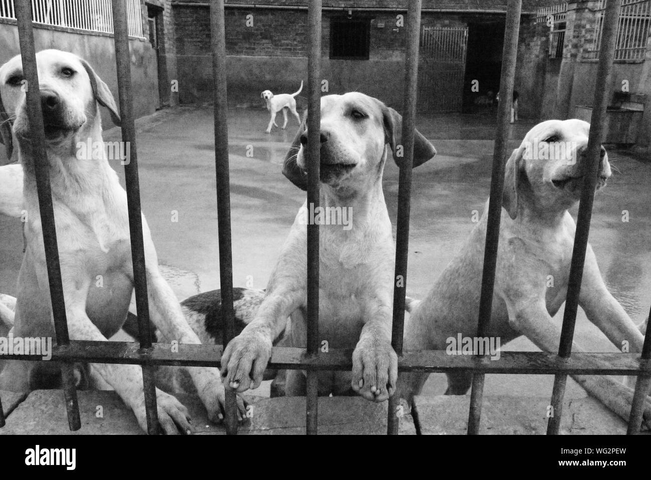 Group Stray Dogs High Resolution Stock Photography and Images - Alamy