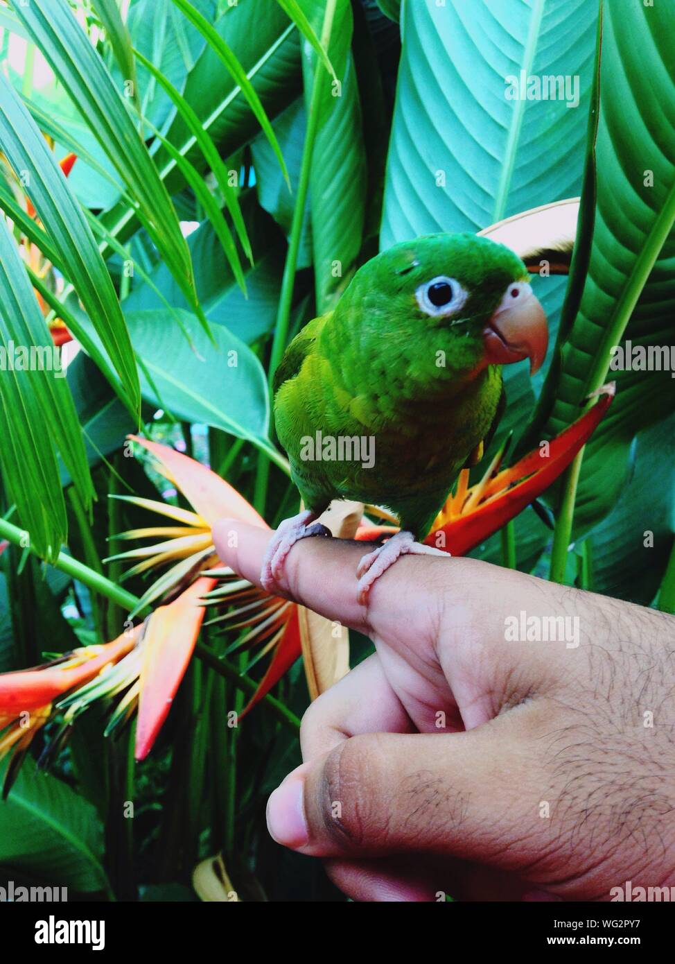 Parrot in wild on hand hi-res stock photography and images - Alamy