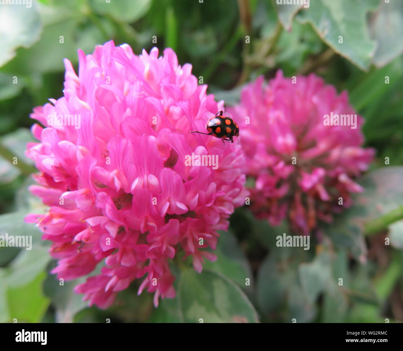 Ladybug pink hi-res stock photography and images - Alamy